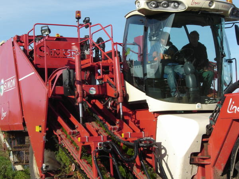 CARROT HOLDER SIMON LINER F - Fialhostore